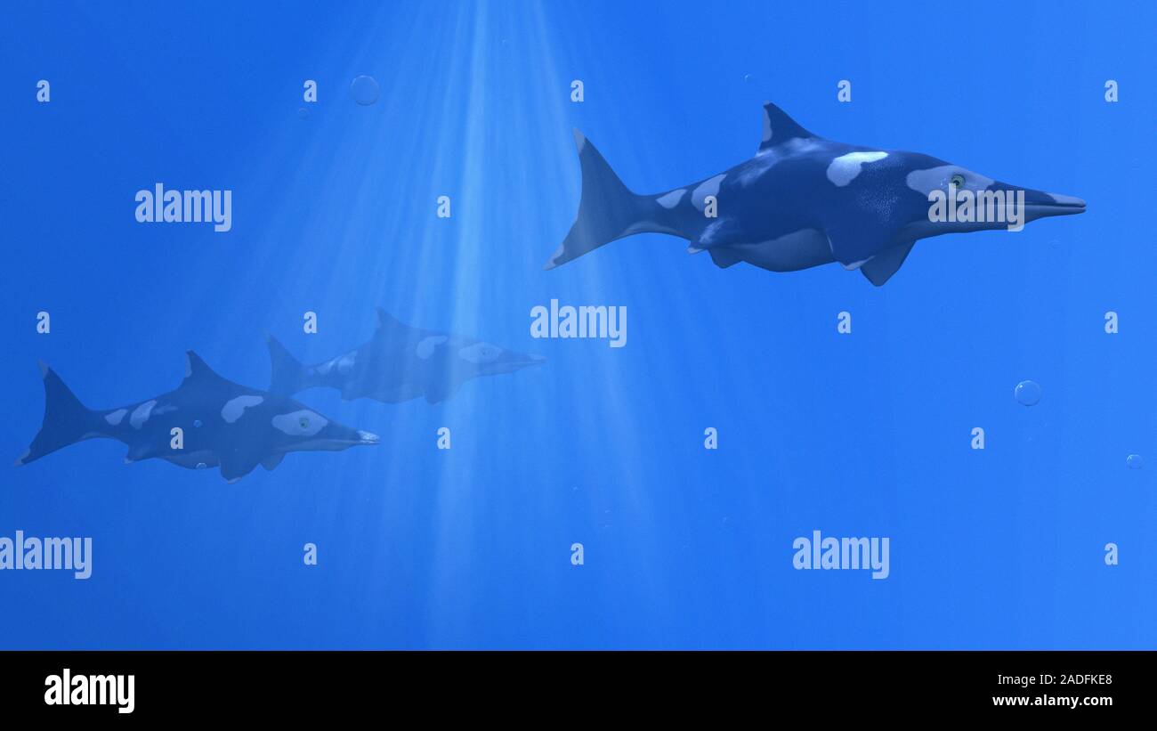 Ichthyosaurus. Artwork of Ichthyosaurs swimming underwater. This ...