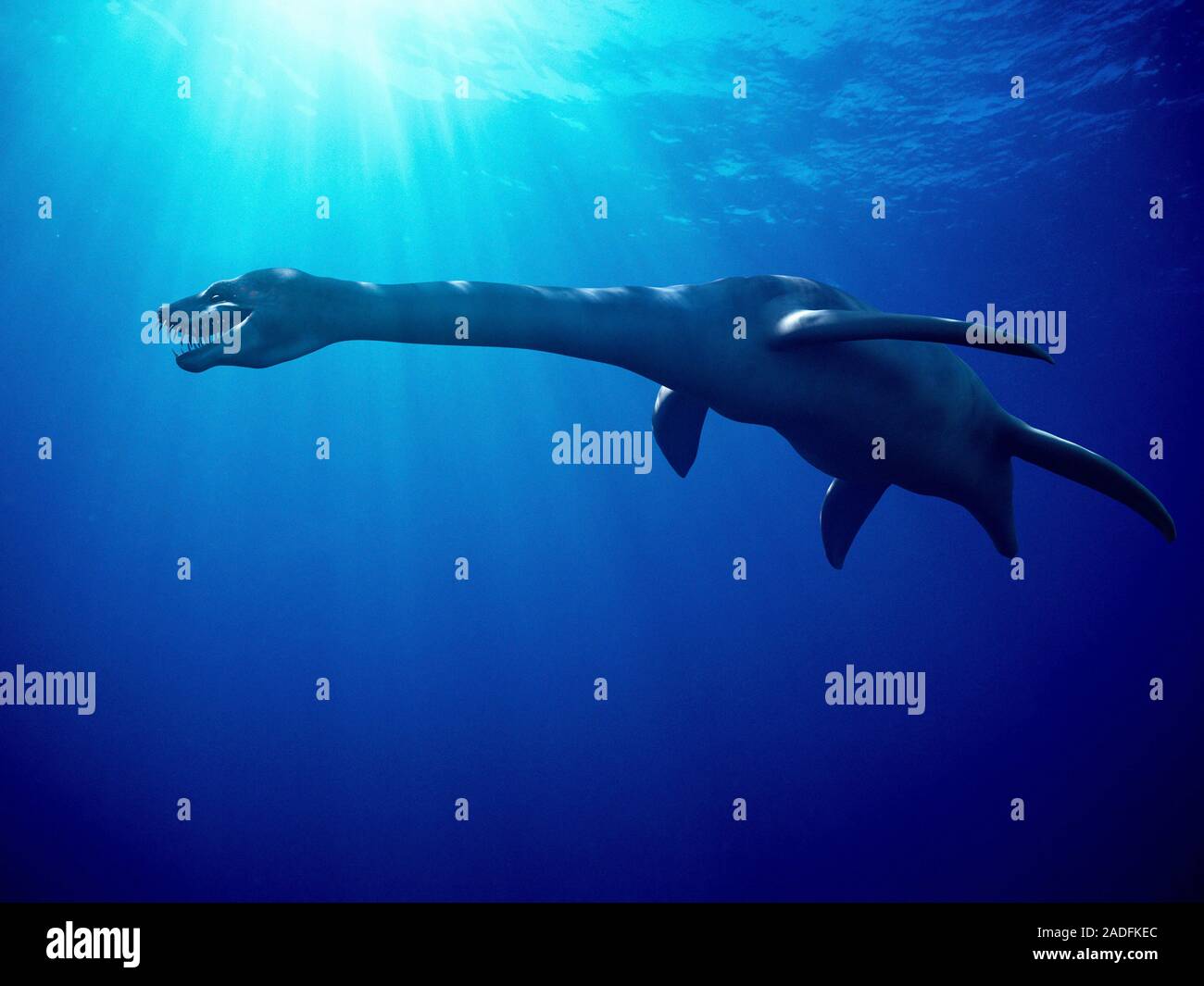 Plesiosaur, artwork. Plesiosaurs were marine reptiles that inhabited ...