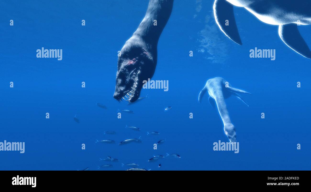 Plesiosaurs hunting fish, artwork. Plesiosaurs were marine reptiles ...