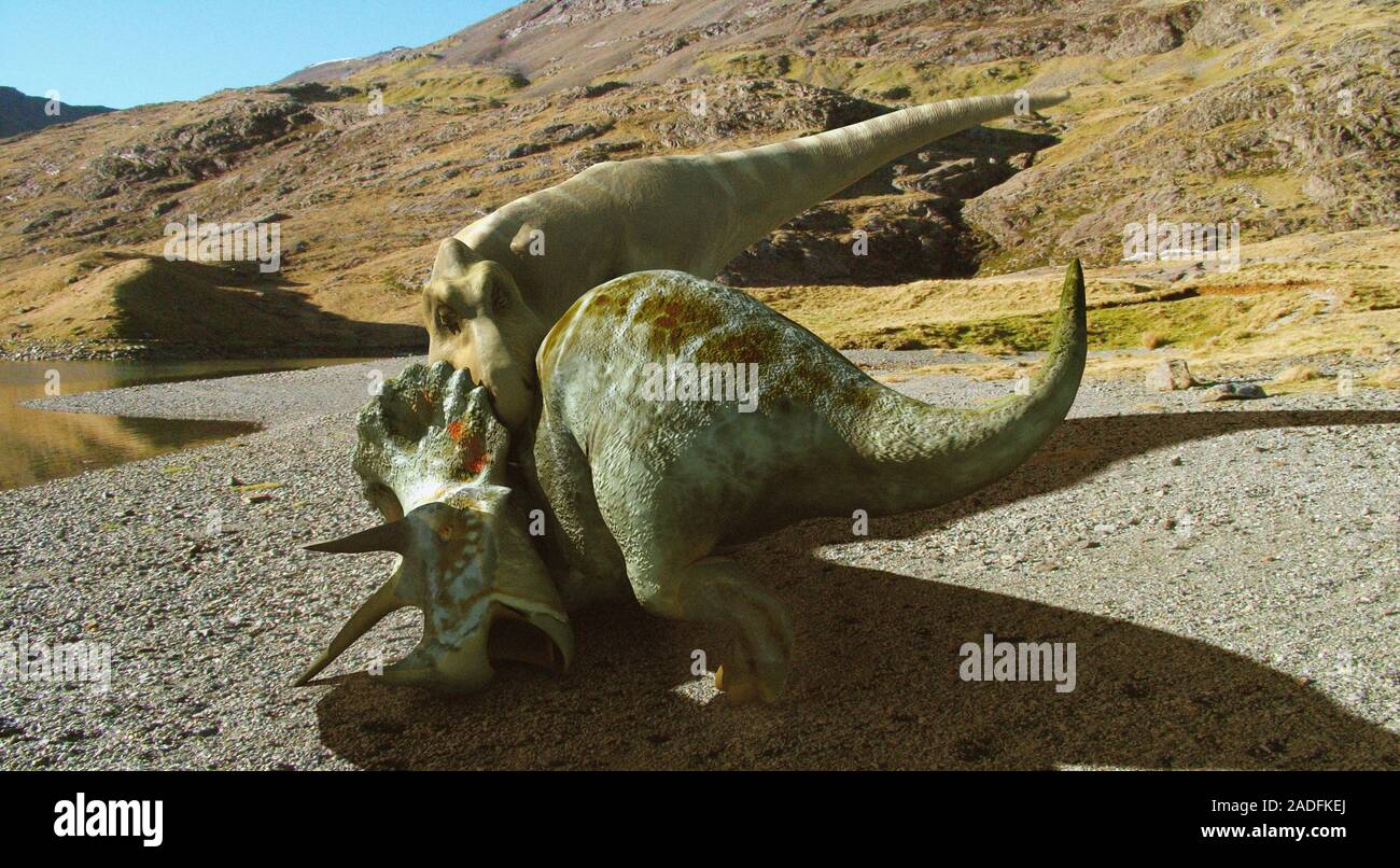 Tyrannosaurus rex. Artwork showing a Tyrannosaurus rex (T. rex) feeding ...