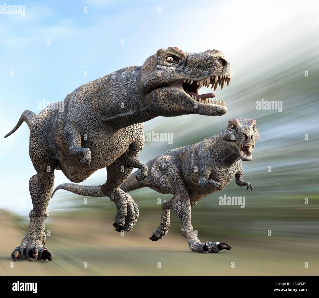 Tyrannosaurus rex dinosaurs running, artwork. T. rex was a carnivorous ...