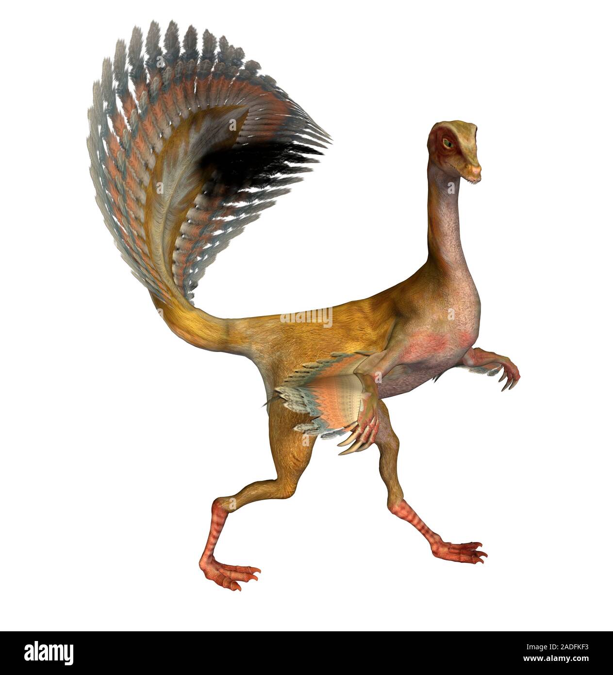 Caudipteryx sp. dinosaur, computer artwork. This small bird-like ...