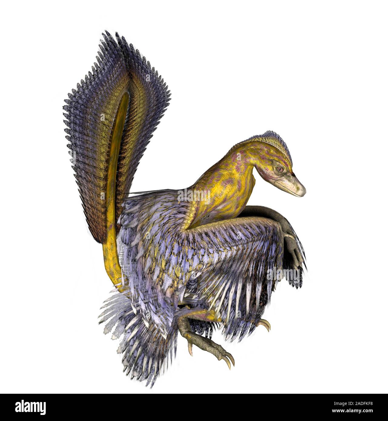 Microraptor dinosaur. Computer artwork of the feathered dinosaur Microraptor sp.. This animal ...