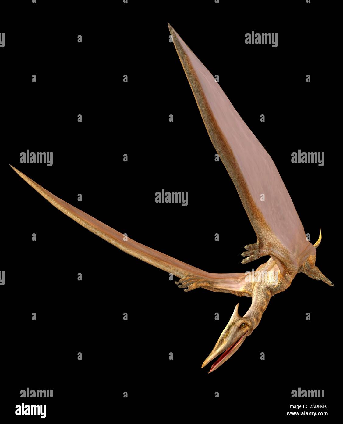 Pterosaur flying, computer artwork. Pterosaurs (also known as ...