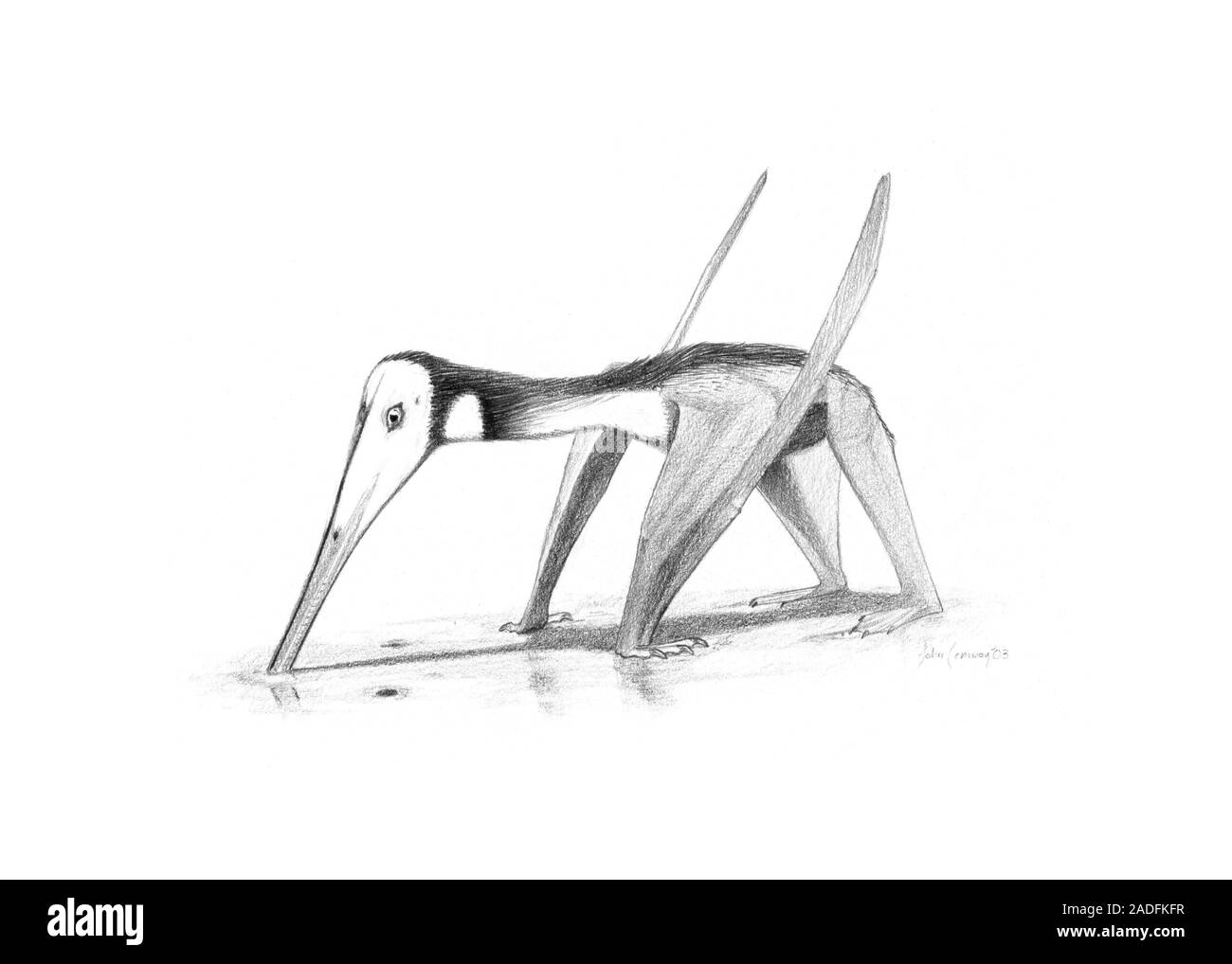 Pterosaur (Pterodactylus kochi) walking, artwork. Pterosaurs, also ...