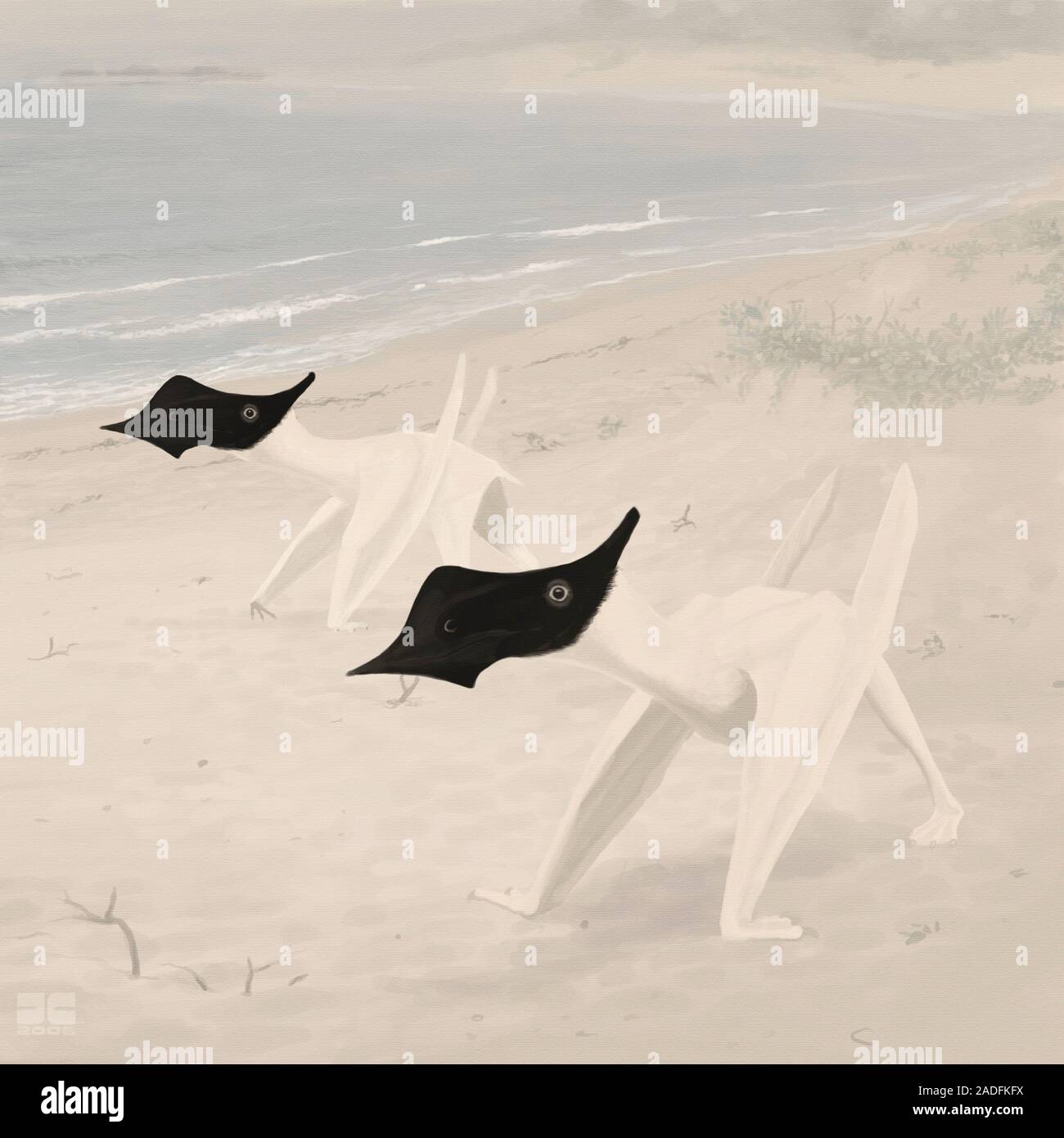 Pterosaurs (Sinopterus dongi) walking on a beach, artwork. Pterosaurs ...