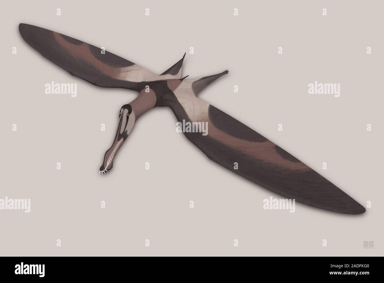 Pterosaur anatomy (image 1 of 5). Artwork showing the surface anatomy ...
