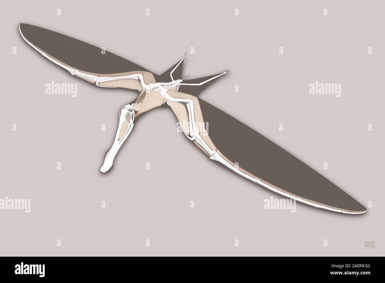 Pterosaur anatomy (image 4 of 5). Artwork showing the air sacs (light ...