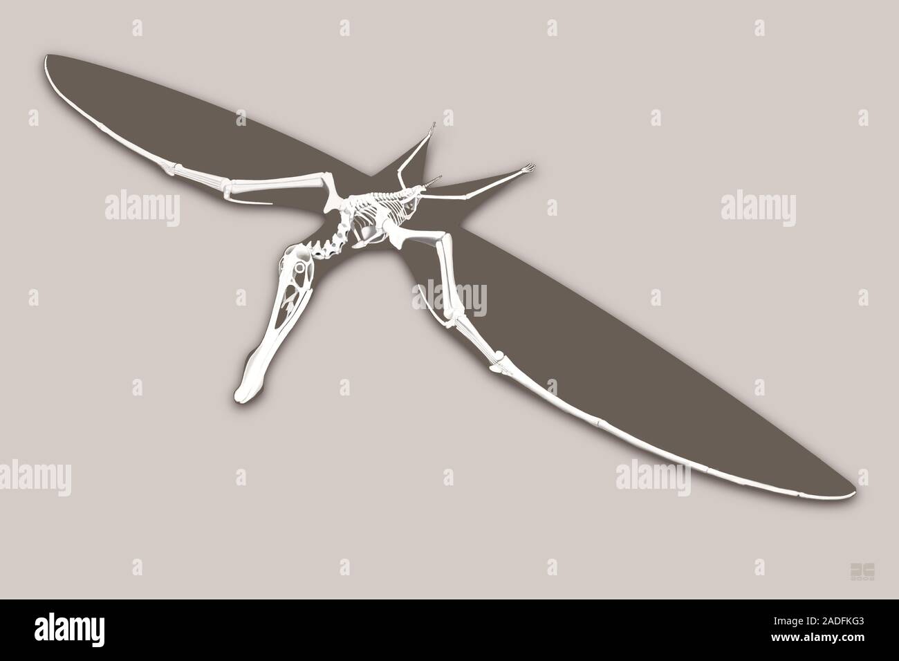 Pterosaur anatomy (image 5 of 5). Artwork showing the skeleton (white ...