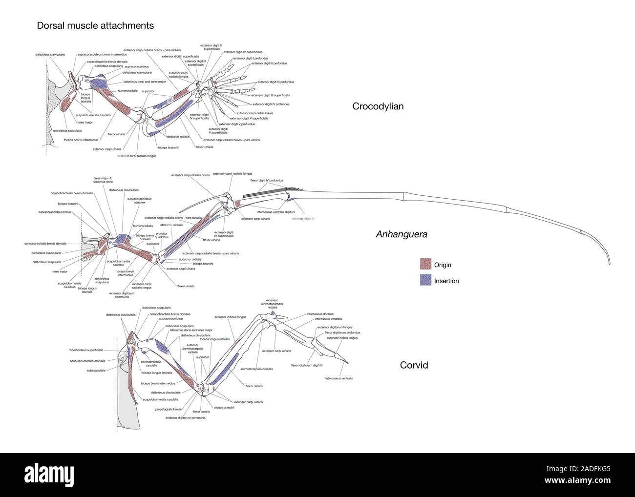 Pterosaur forelimb comparison. Artwork showing the dorsal forelimb bone ...