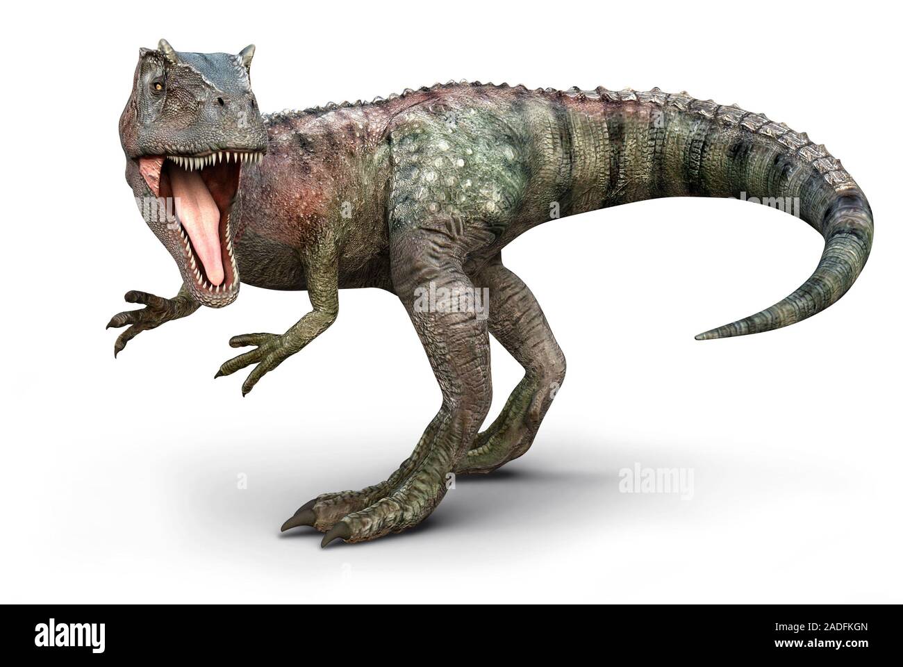 Allosaurus dinosaur, artwork. Allosaurs were large carnivorous reptiles that lived during the ...