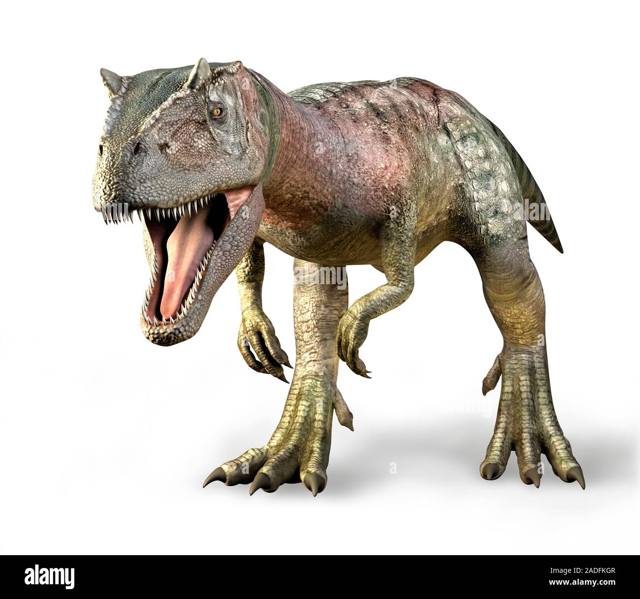Allosaurus dinosaur, artwork. Allosaurs were large carnivorous reptiles that lived during the ...