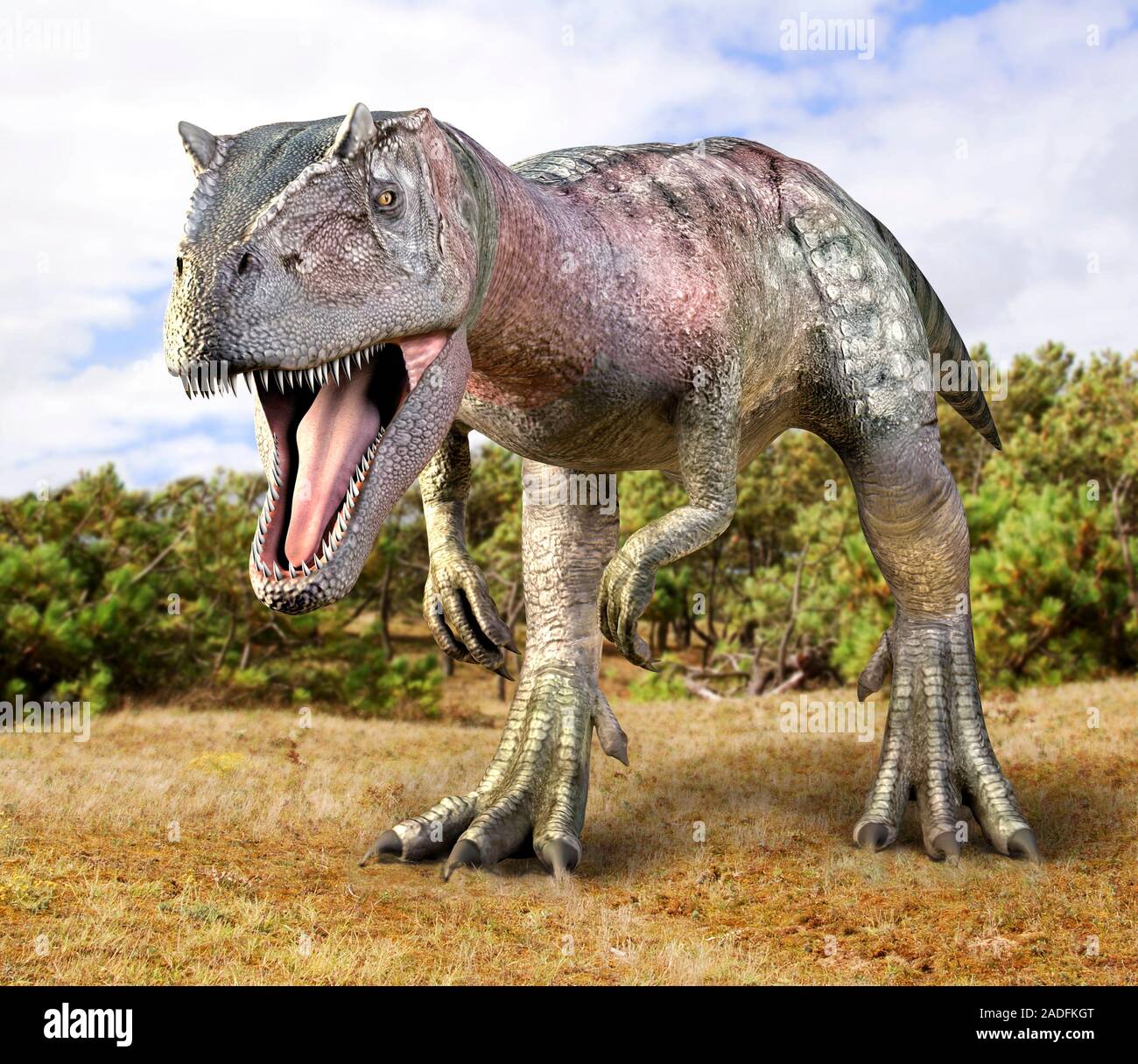 Allosaurus dinosaur, artwork. Allosaurs were large carnivorous reptiles that lived during the ...