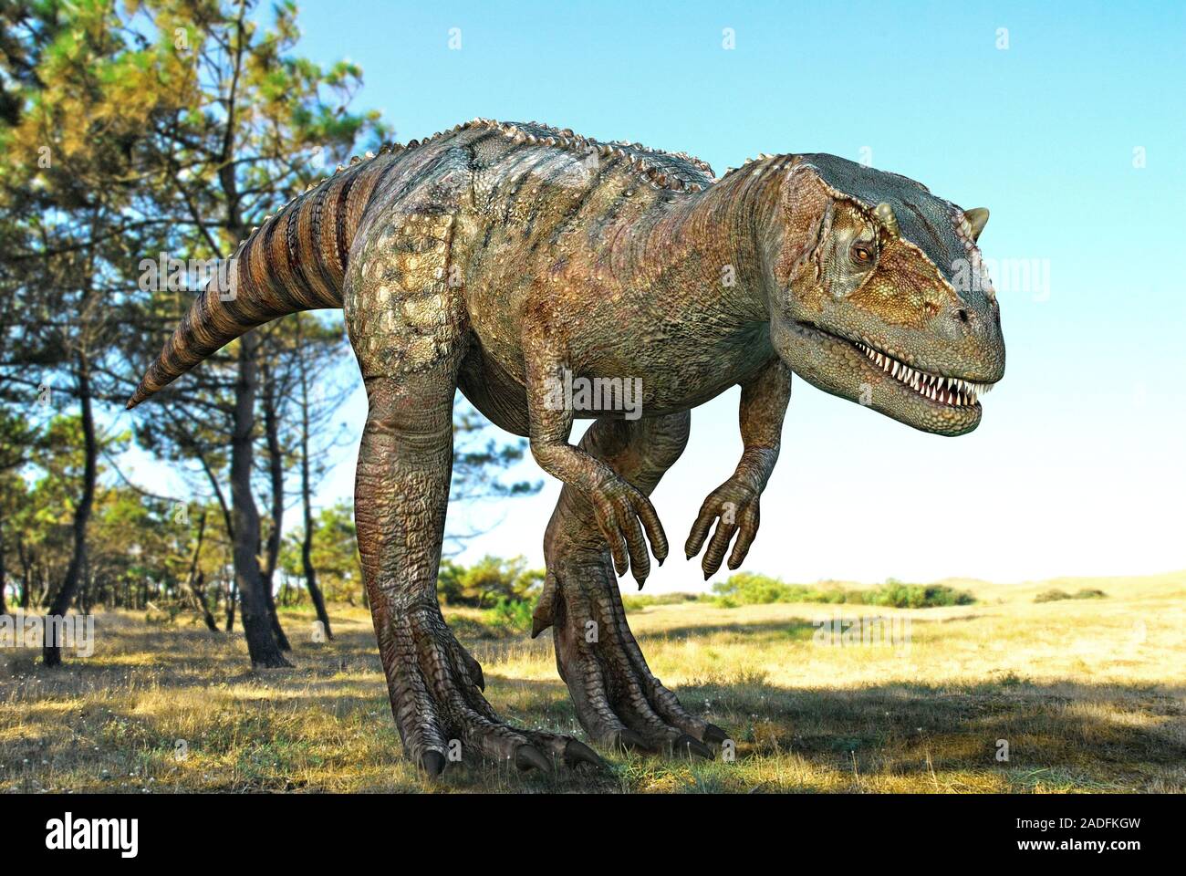 Allosaurus dinosaur, artwork. Allosaurs were large carnivorous reptiles that lived during the ...