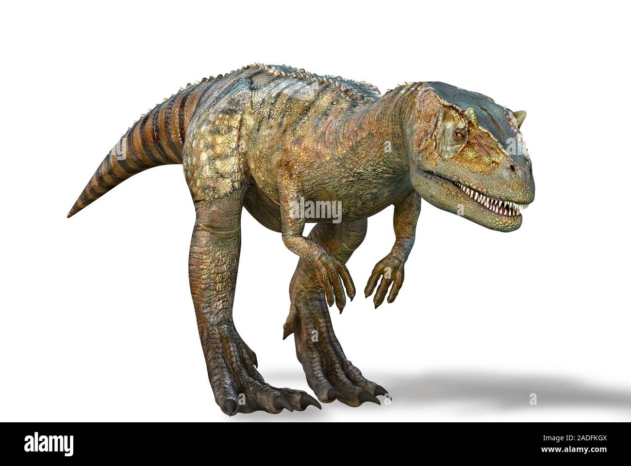 Allosaurus dinosaur, artwork. Allosaurs were large carnivorous reptiles that lived during the ...