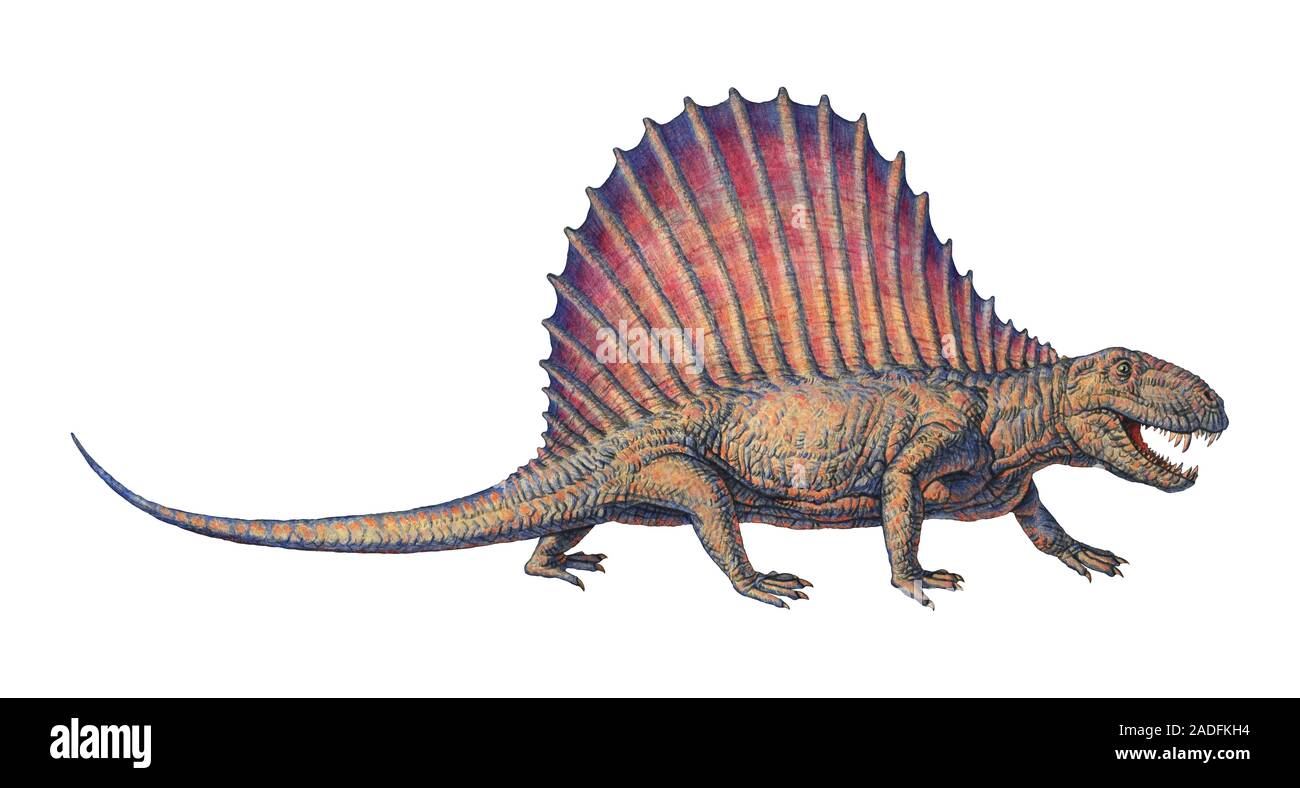 Dimetrodon, computer artwork. Like humans, the predatory synapsid ...