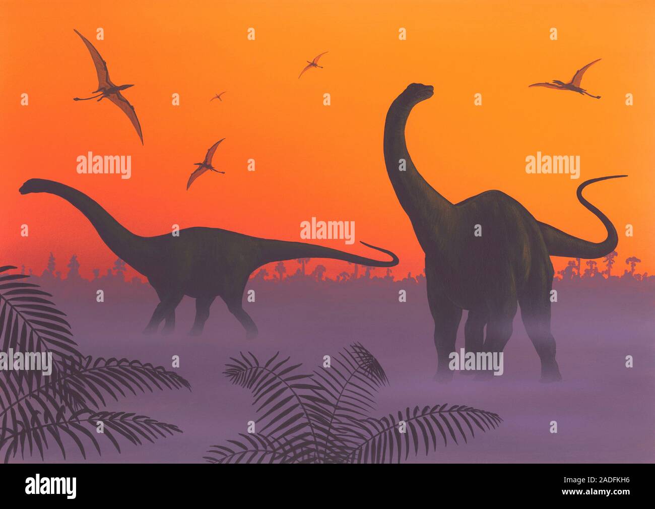 Apatosaur dinosaurs. Artwork of Apatosaurus dinosaurs, pterosaur flying ...