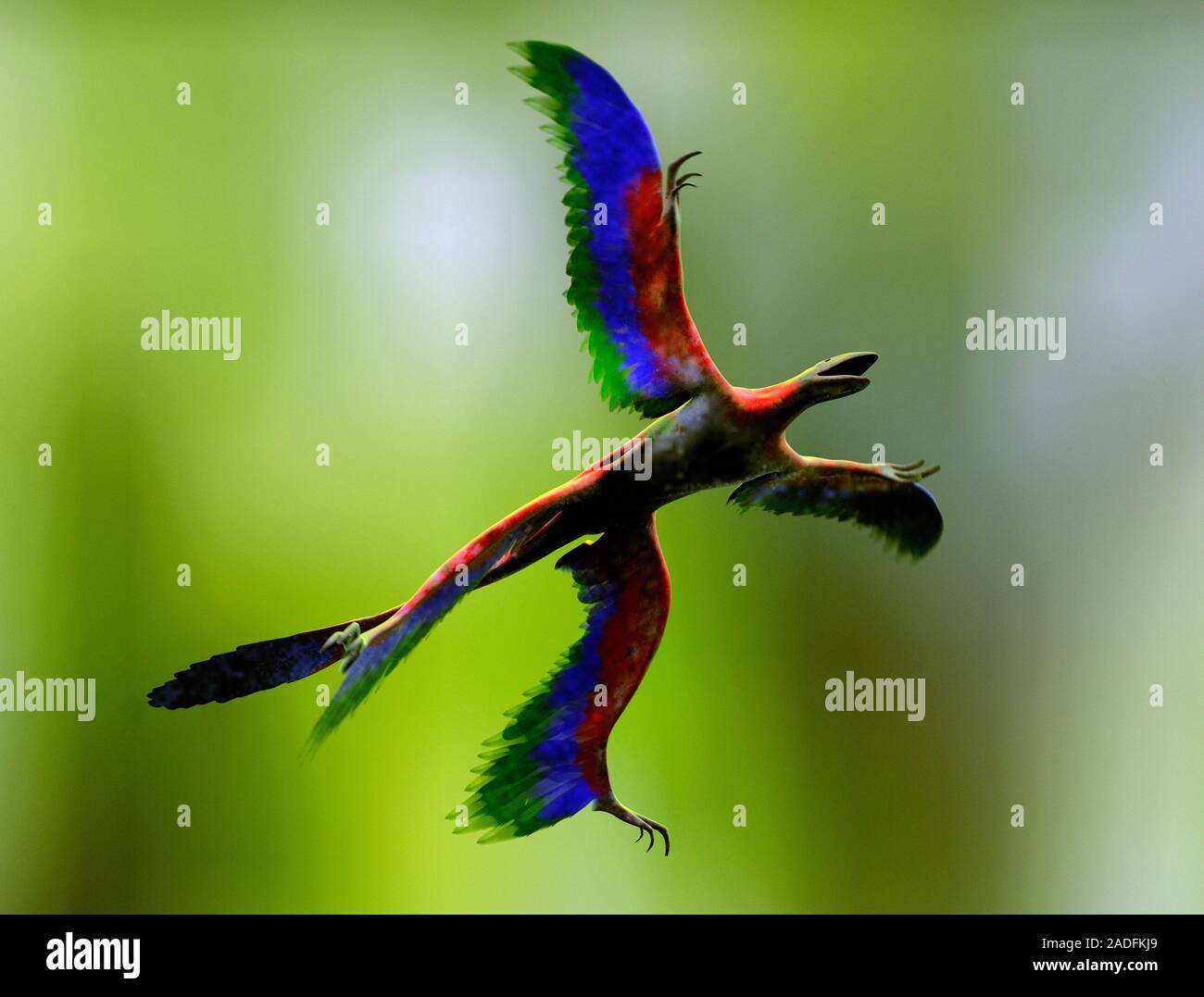 Microraptor, artwork. Microraptor is a genus of feathered dinosaurs ...