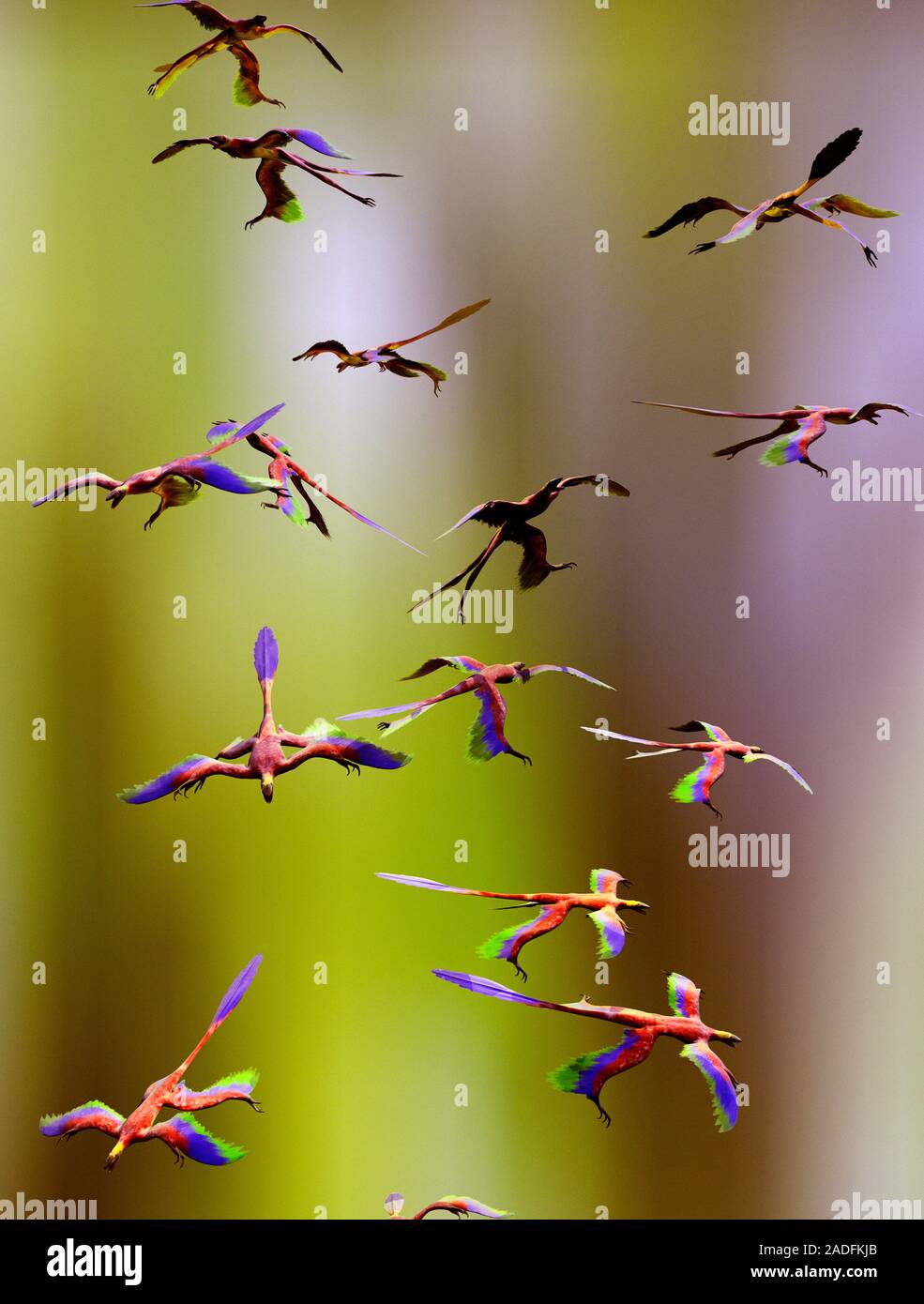 Microraptor dinosaurs flying, artwork. Microraptor is a genus of ...