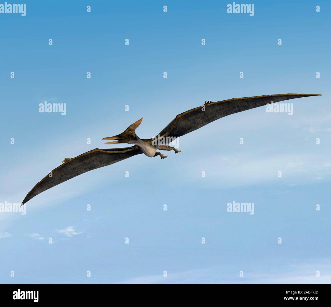 Pteranodon pterosaur in flight, artwork. Pteranodon was a flying ...