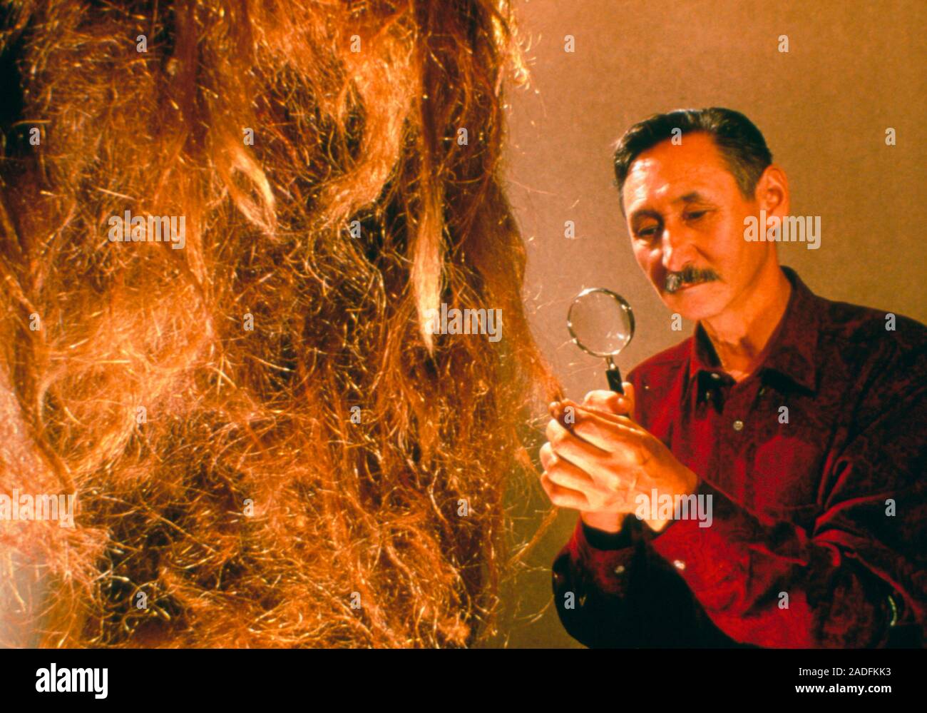 Examining mammoth hair. Scientist Professor P. Lazarev holds a ...