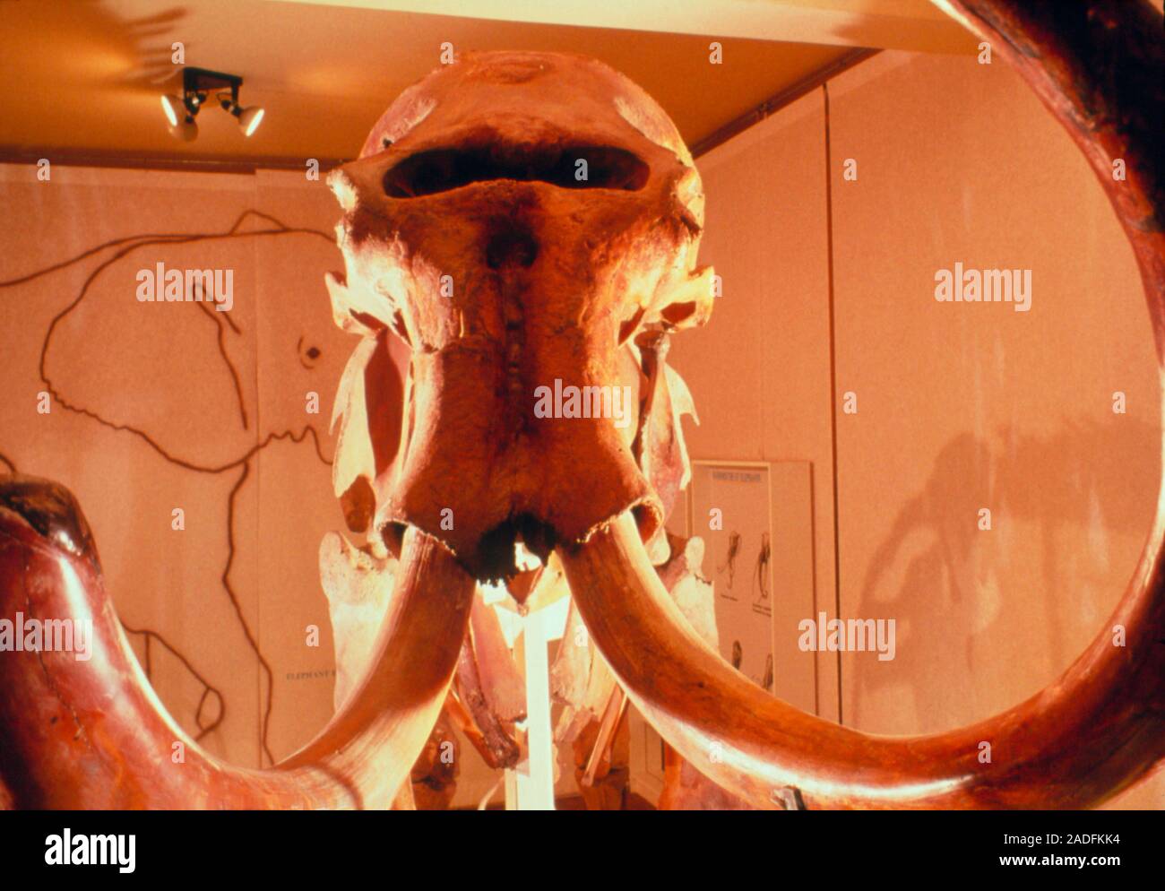 Mammoth head. Frontal view of the skull and tusks of a woolly mammoth ...