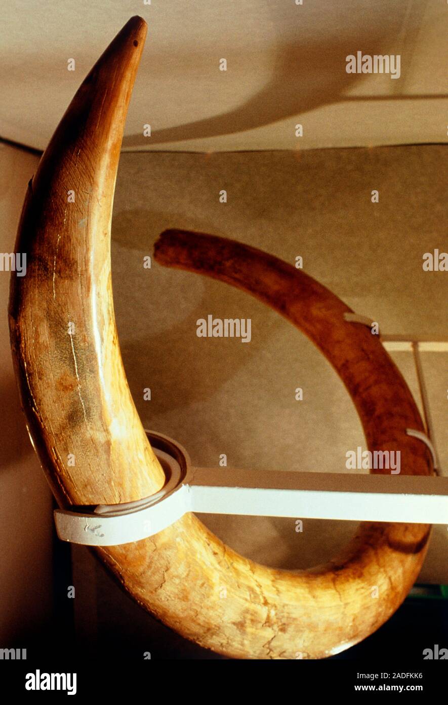 Mammoth tusk. View of the giant left tusk of a woolly mammoth Mammuthus ...