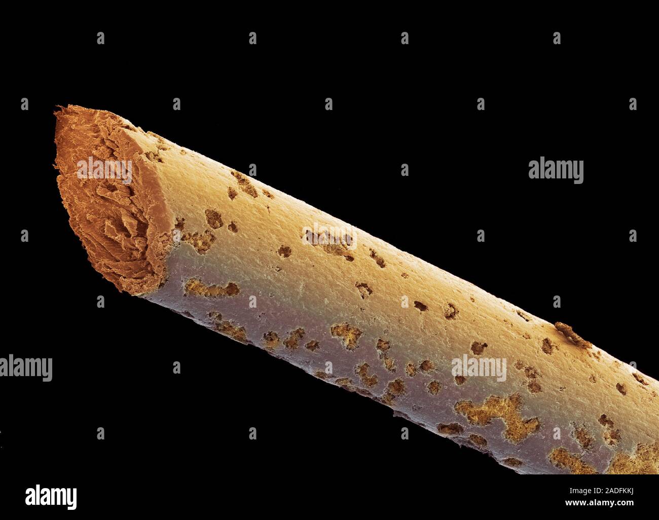 Woolly mammoth hair. Coloured scanning electron micrograph (SEM) of a ...