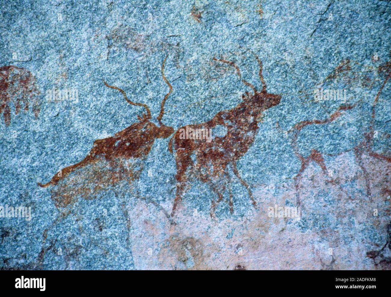 Cave painting of kudu, Domboshawa cave, Zimbabwe. Domboshawa cave ...