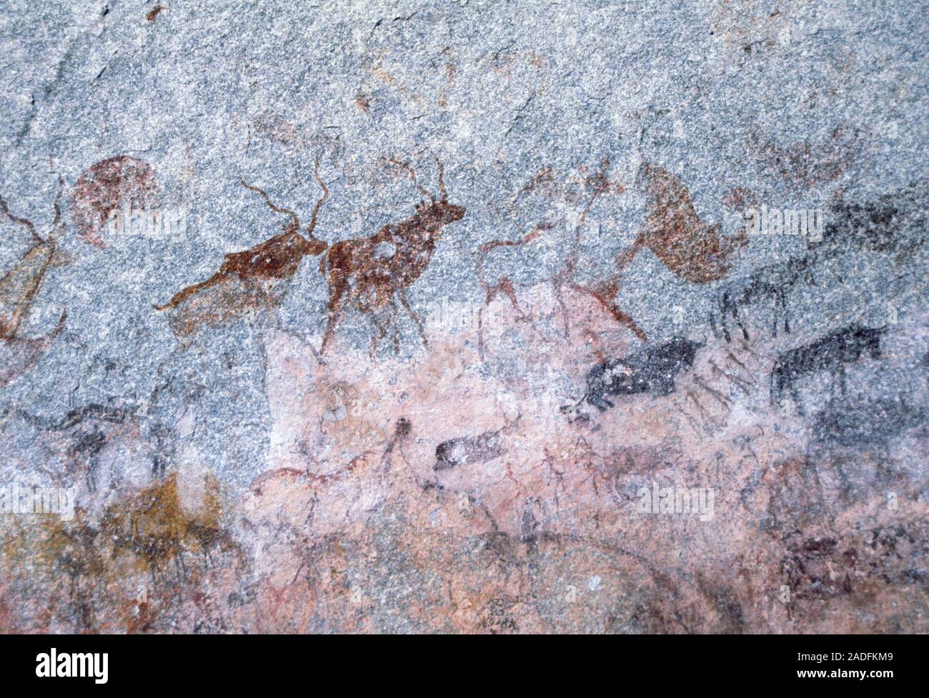 Cave painting. Cave painting showing Kudu (ante- lope). Kudu ...