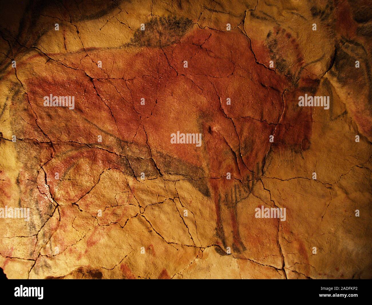 Cave painting of a bison in the Altamira cave, Spain. This cave ...