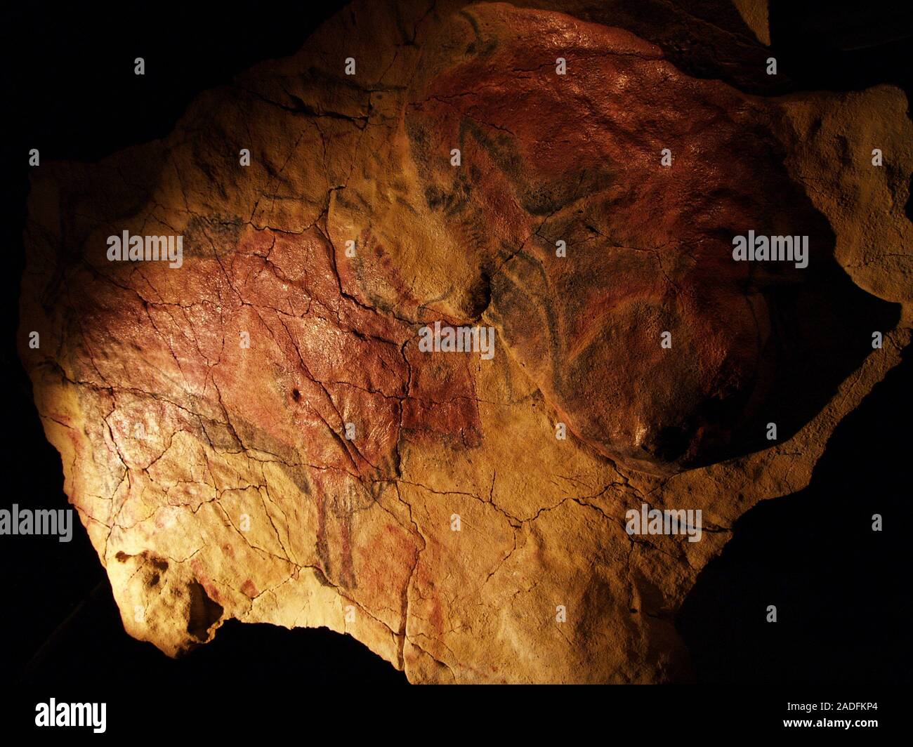 Cave painting of bisons in the Altamira cave, Spain. This cave contains ...