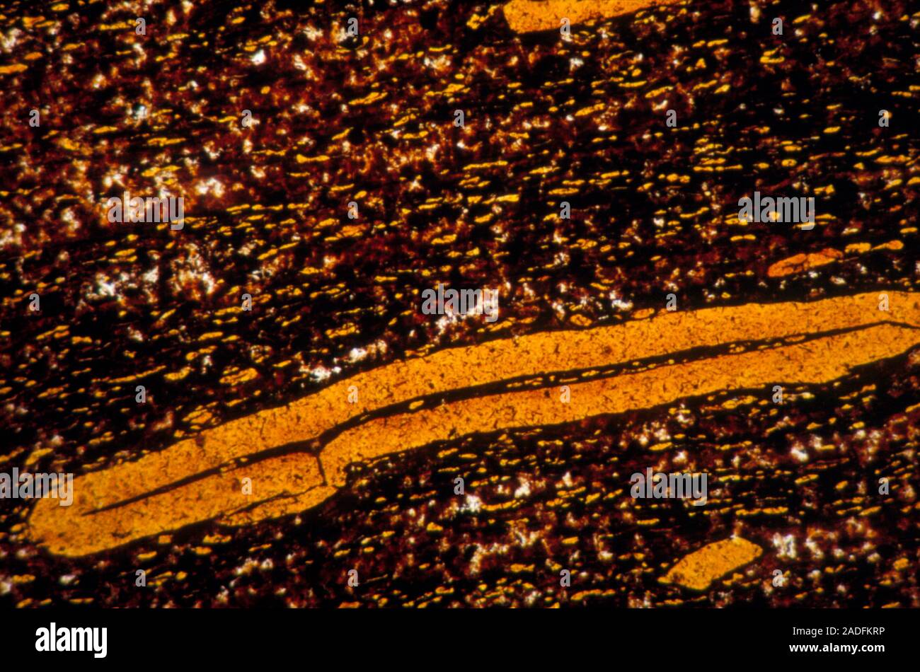 Light micrograph of a section of coal showing fragments of a fossilised ...