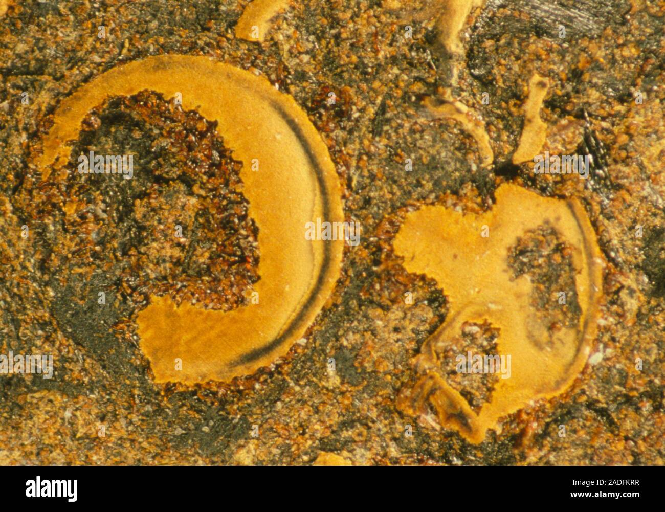 Light micrograph in incident illumination of an etched sample of Lewis ...