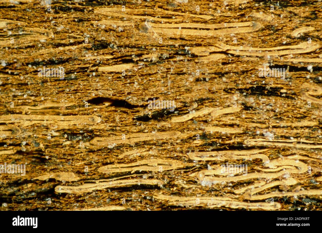 Light micrograph in incident illumination of an etched sample of Lewis ...