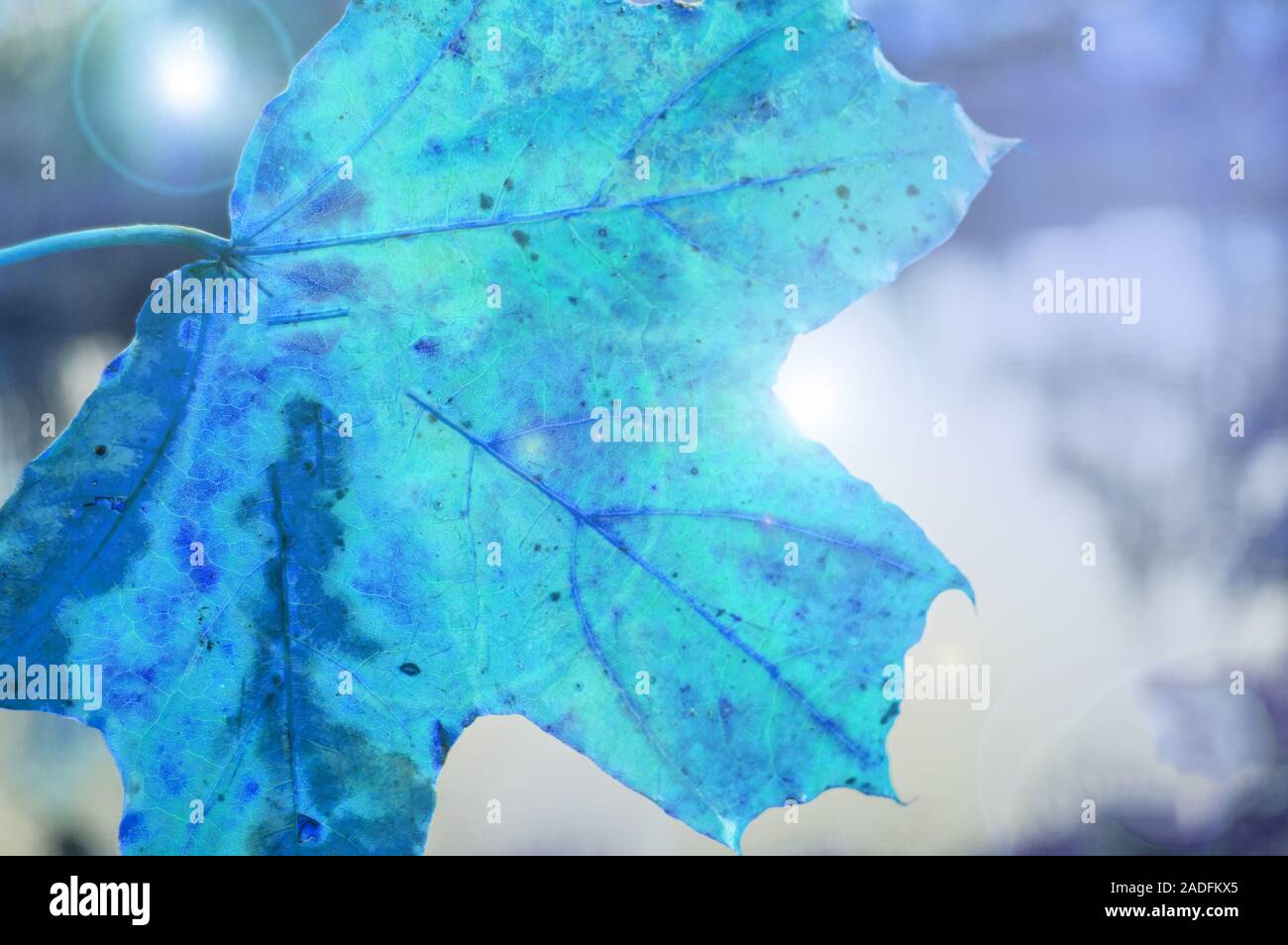 Maple leaf blue shade close-up, against the night dark mysterious color ...