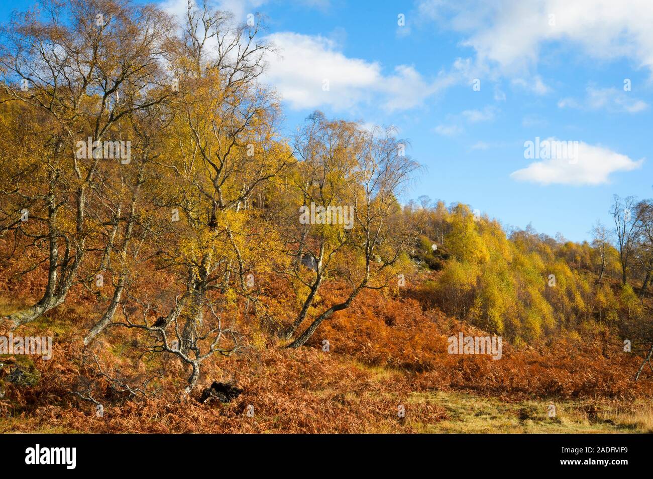 Birch woodland (Betula pendula), Glen Strathfarrar, Highlands, Scotland ...