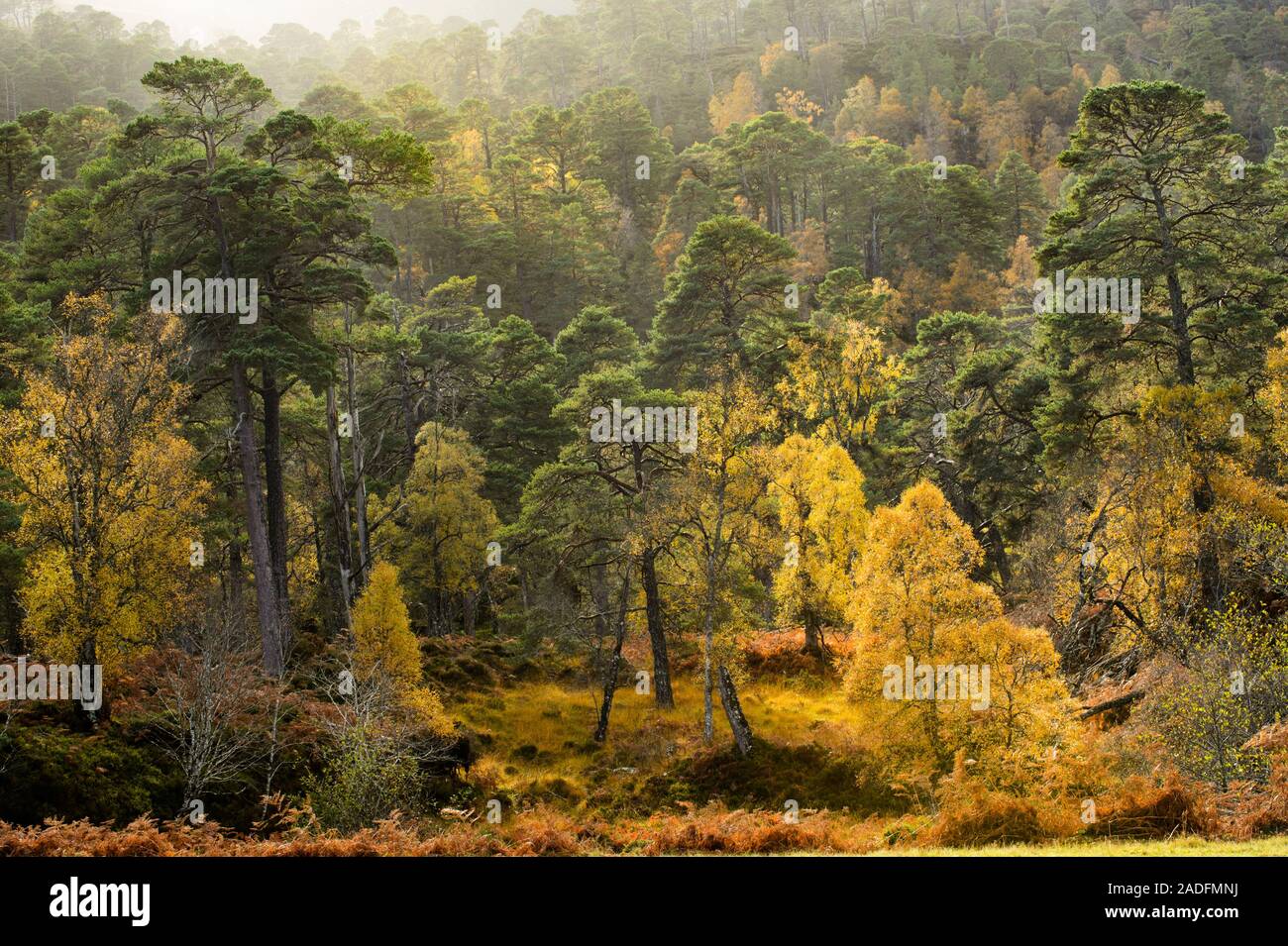 Birch (Betula pendula) in native Caledonian forest, Glen Strathfarrar ...