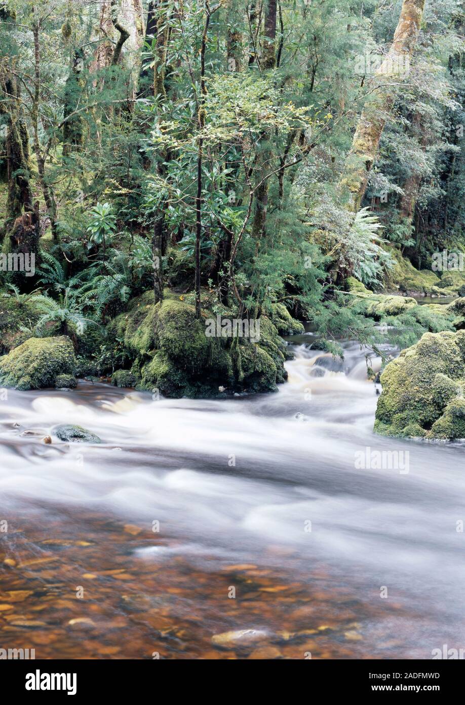 Rainforest stream. Time-exposure image of a stream flowing through a ...