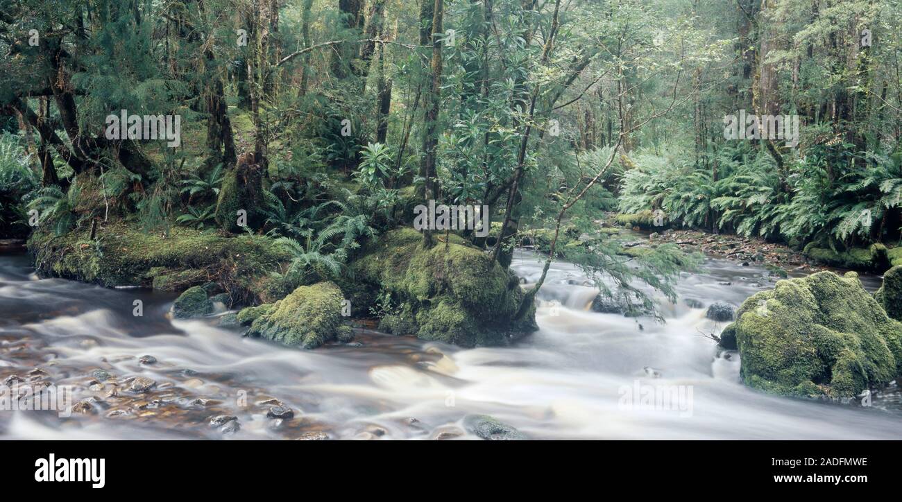 Rainforest stream. Time-exposure image of a stream flowing through a ...