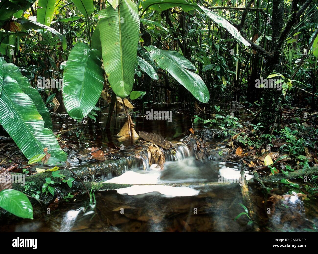 Overflowing stream after heavy rain. The foam is of natural origin and ...