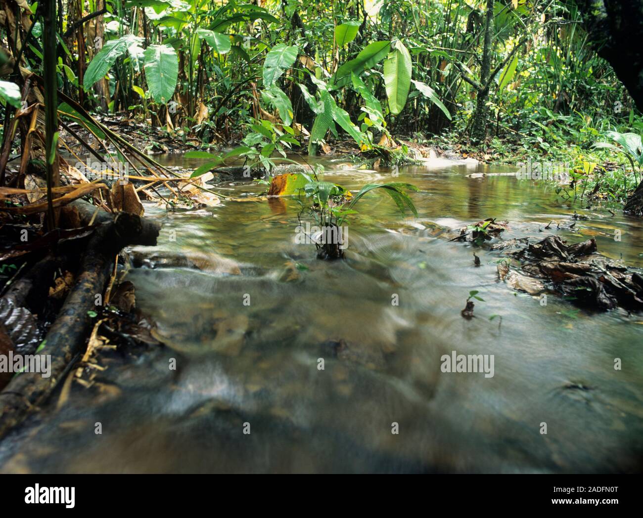 Overflowing stream after heavy rain. The foam is of natural origin and ...