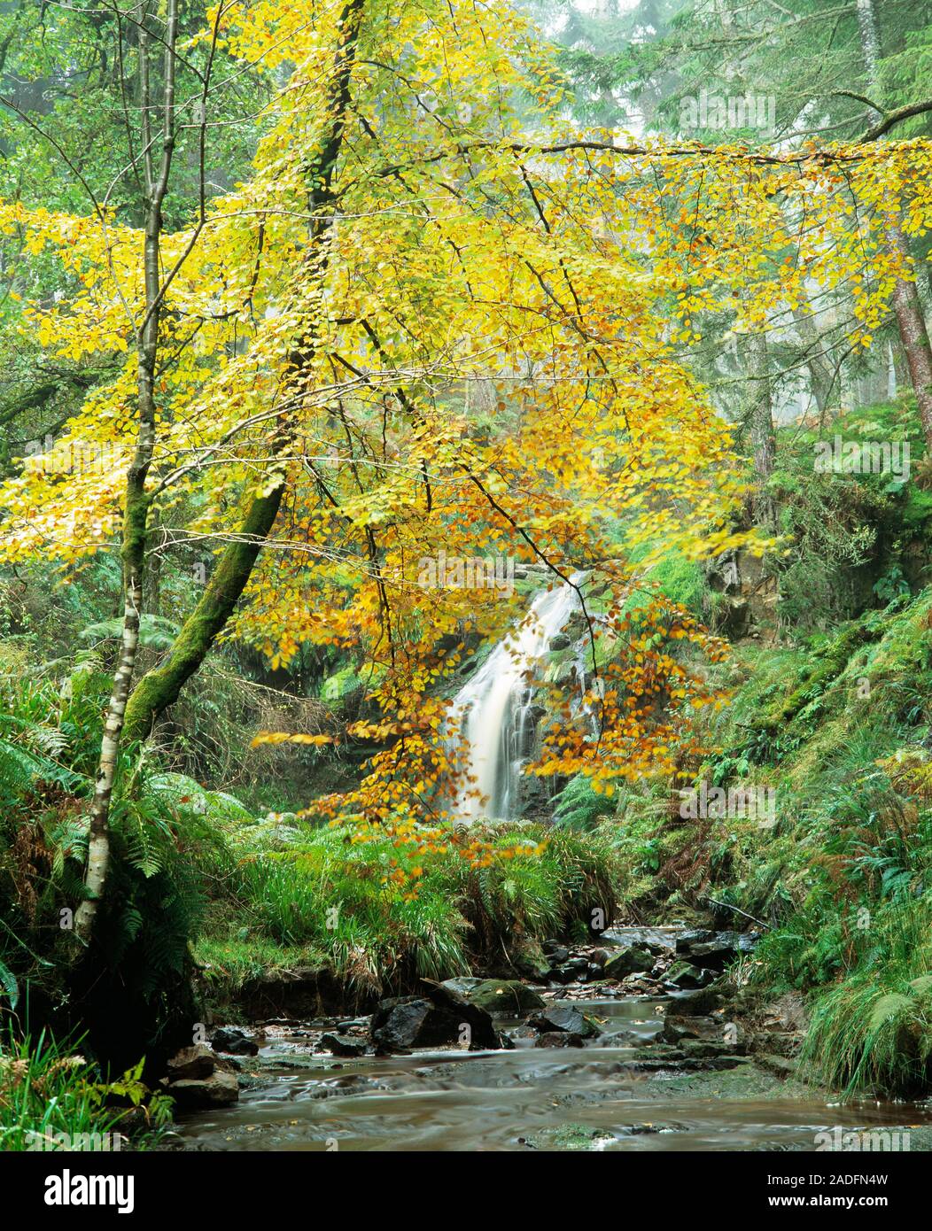 Waterfall in woodland. This is the Hindhope Linn waterfall in the ...