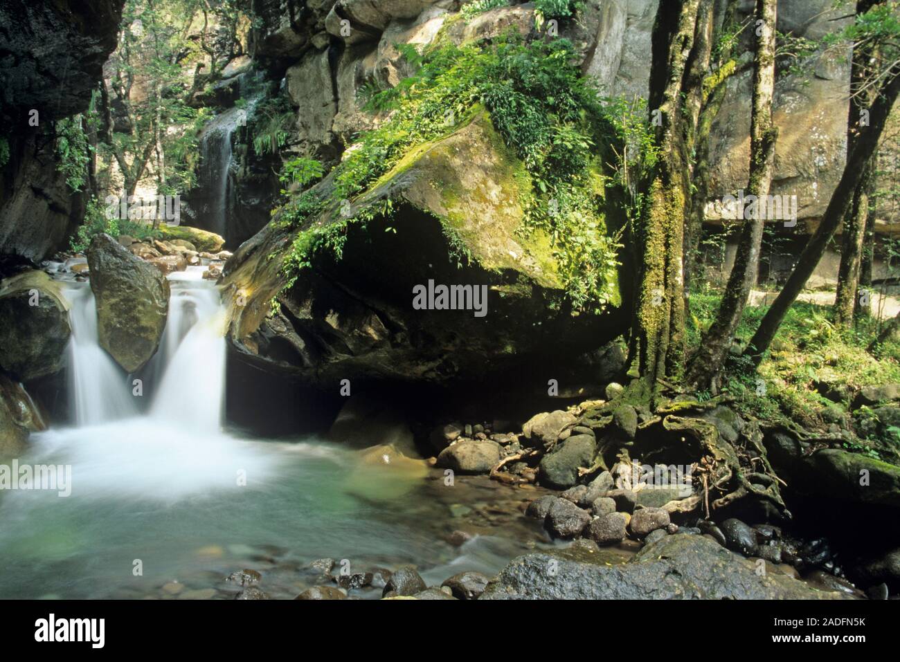 Waterfall in montane forest region. Photographed in Drakensberg, South ...