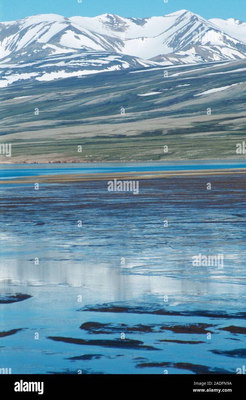 Arctic tidal inlet. The Rudi Bugt inlet is a haven for wading birds at ...
