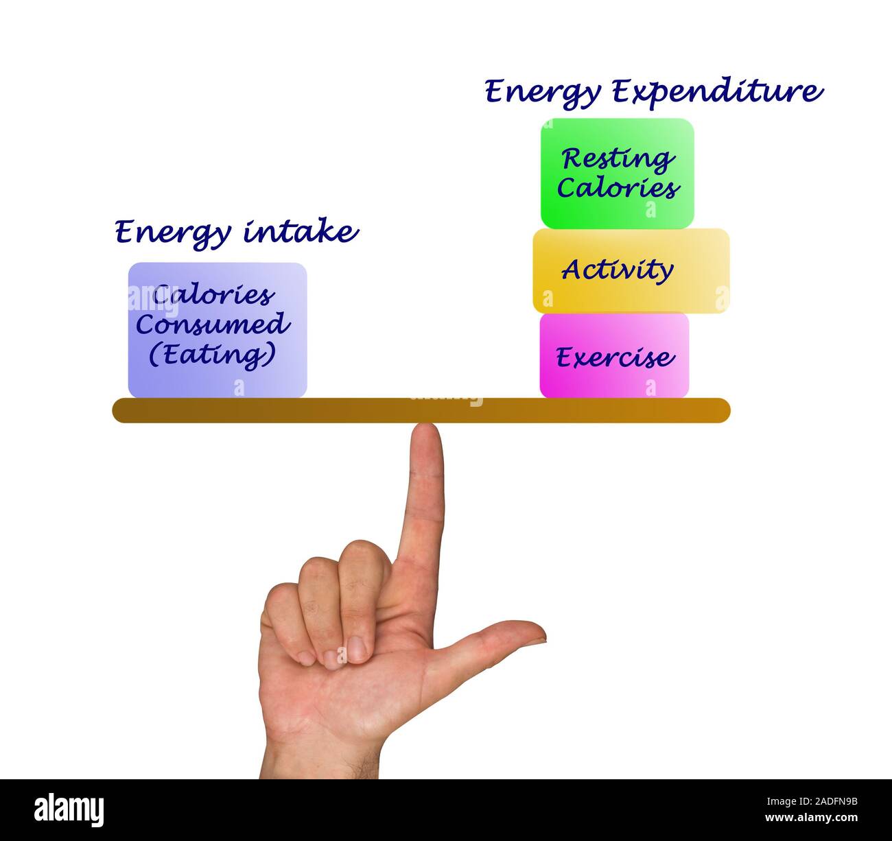 Balance between Energy intake and Energy expenditure Stock Photo - Alamy