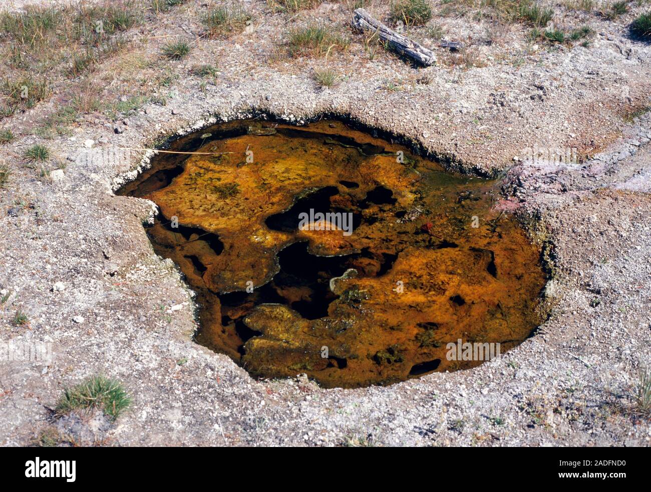Hot spring. Blue-green algae (not always blue- green in colour) in a ...