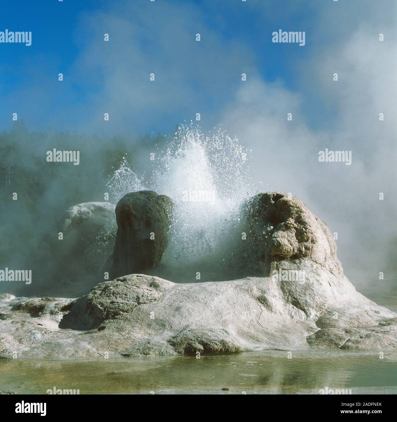 Grotto Geyser. Eruption of steam and hot water from Grotto Geyser ...