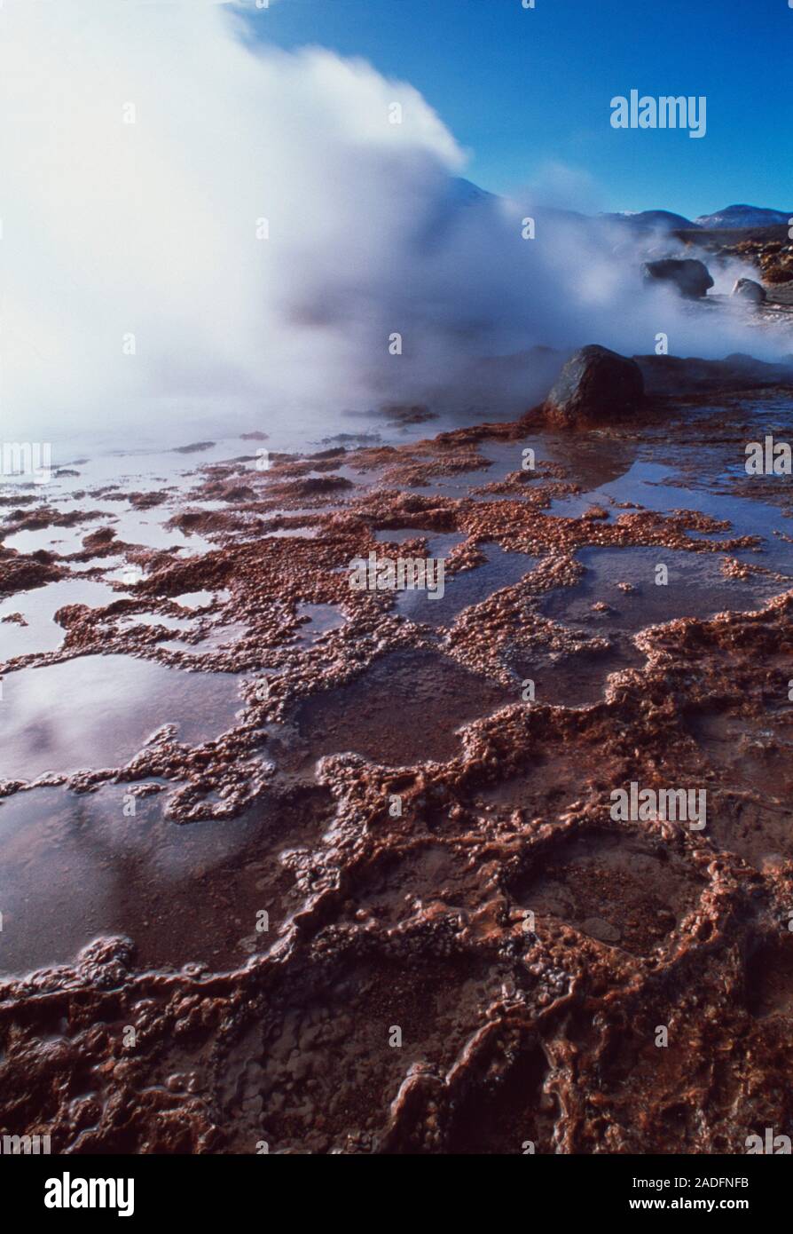Geyser field. Steam rising from hot pools in a geyser field. Geysers ...