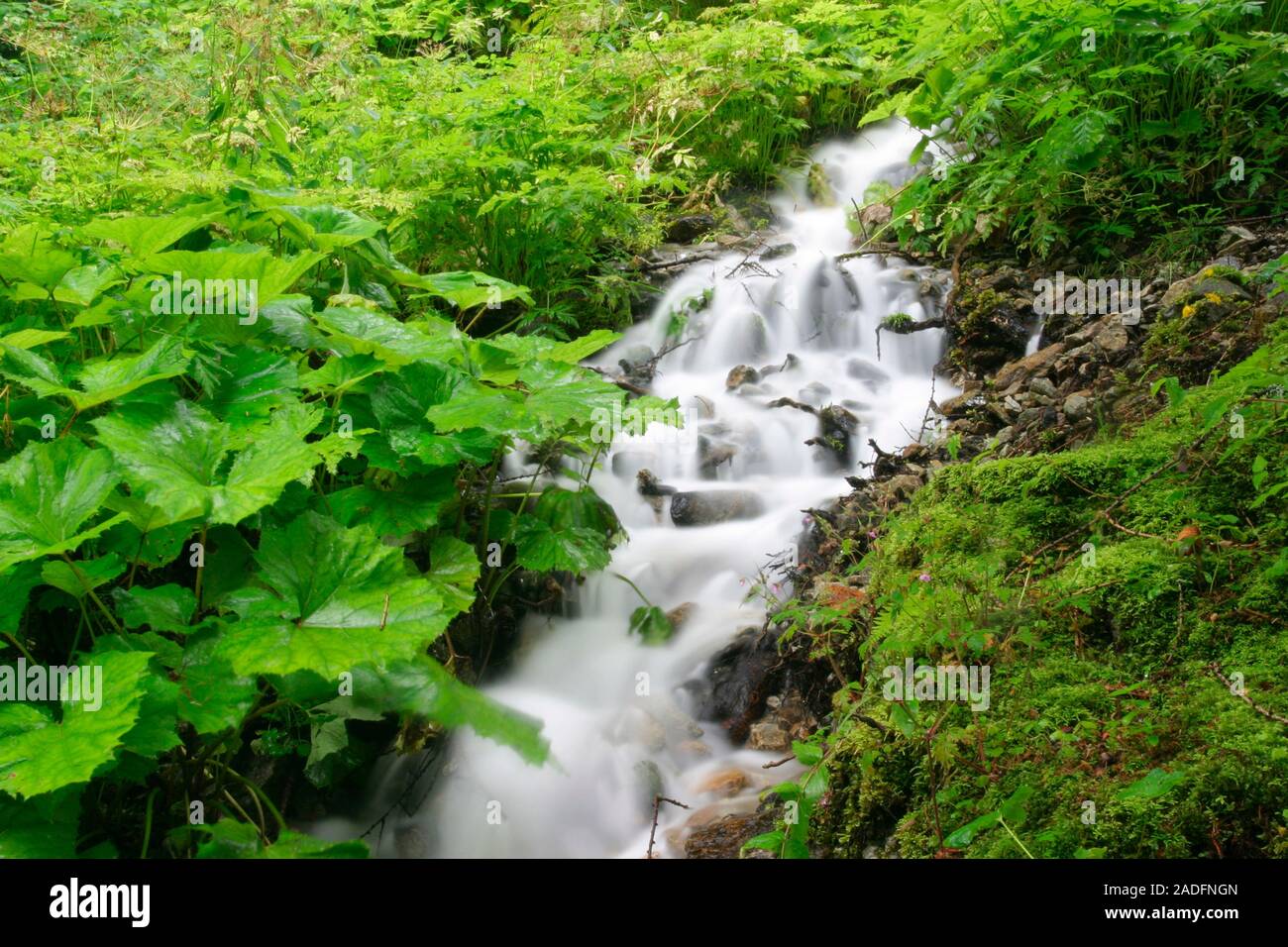 Thermal spring. Warm water flowing out of the ground and down a slope ...